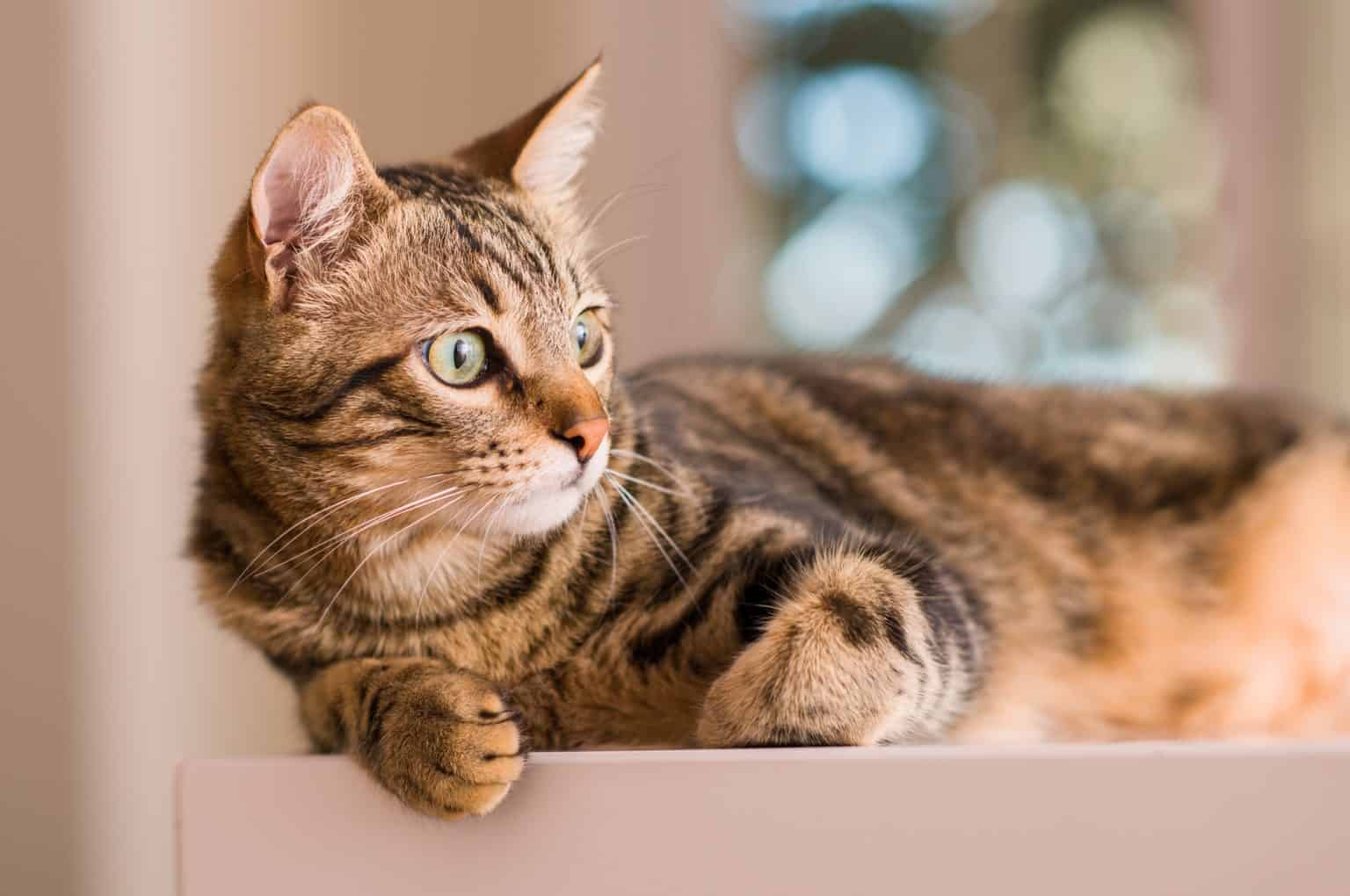 When Do Cats Stop Growing? - happypurr.com