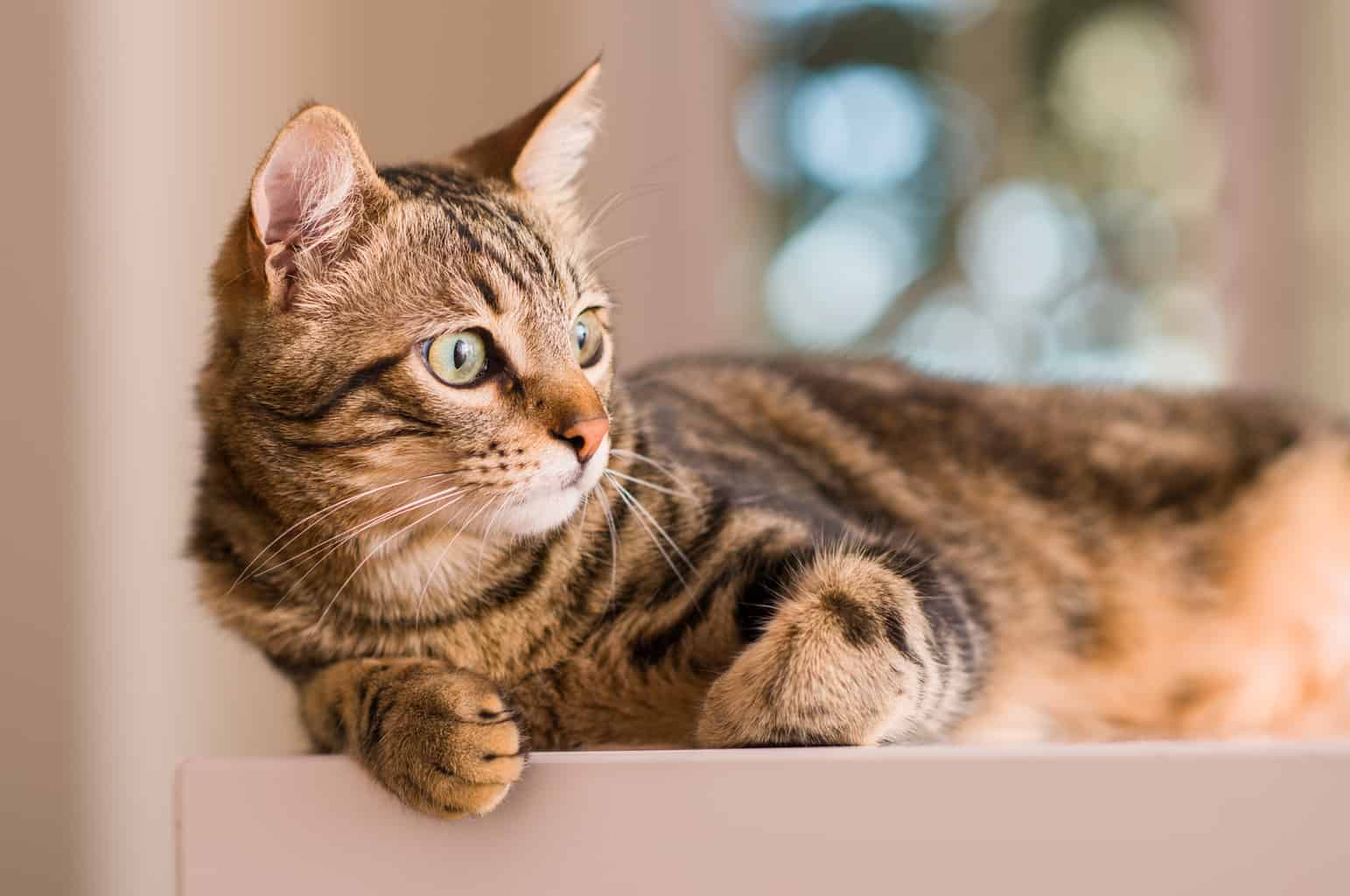 When Do Cats Stop Growing? - happypurr.com