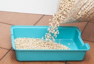 The 5 Best Dust Free Cat Litters - happypurr.com