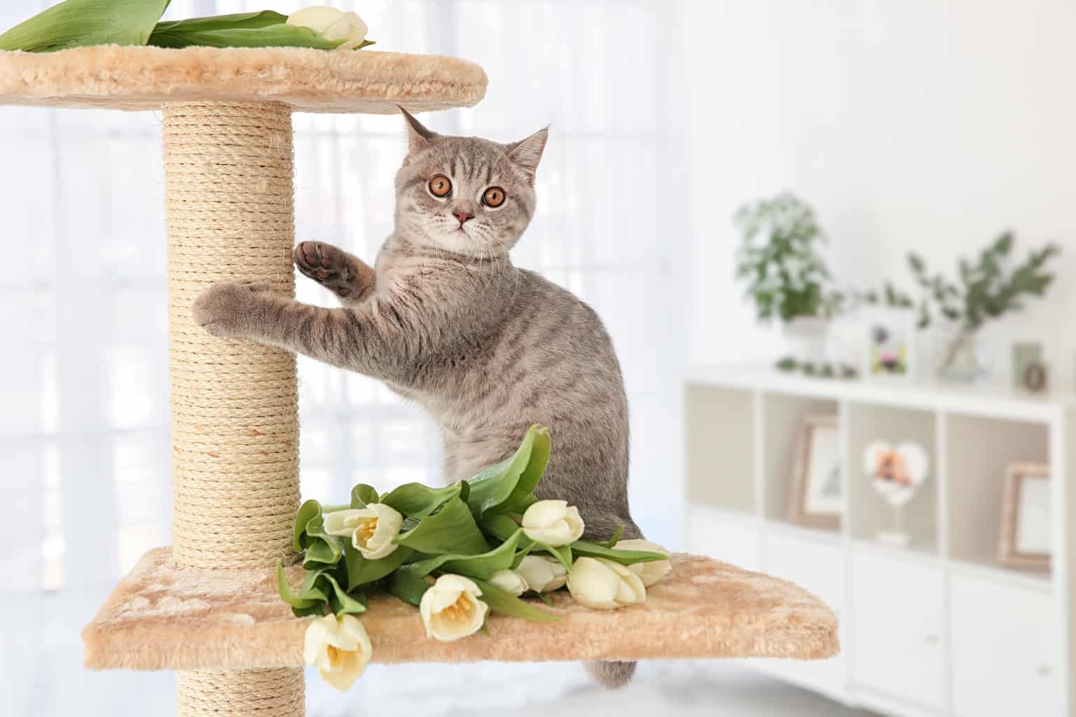 The Best Cat Scratching Posts: A Buyer's Guide - happypurr.com