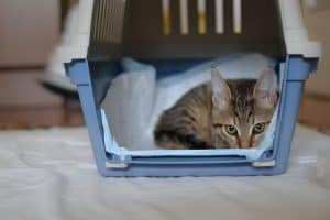 Why Is My Cat Shivering? - happypurr.com