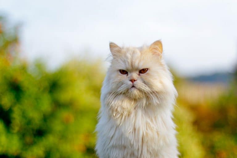 All About Persian Cats: Facts & Important Information to Know