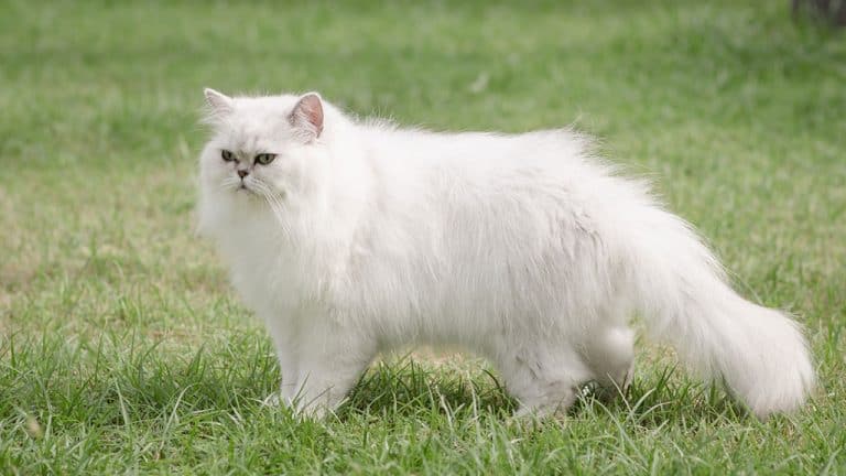 All About Persian Cats: Facts & Important Information to Know