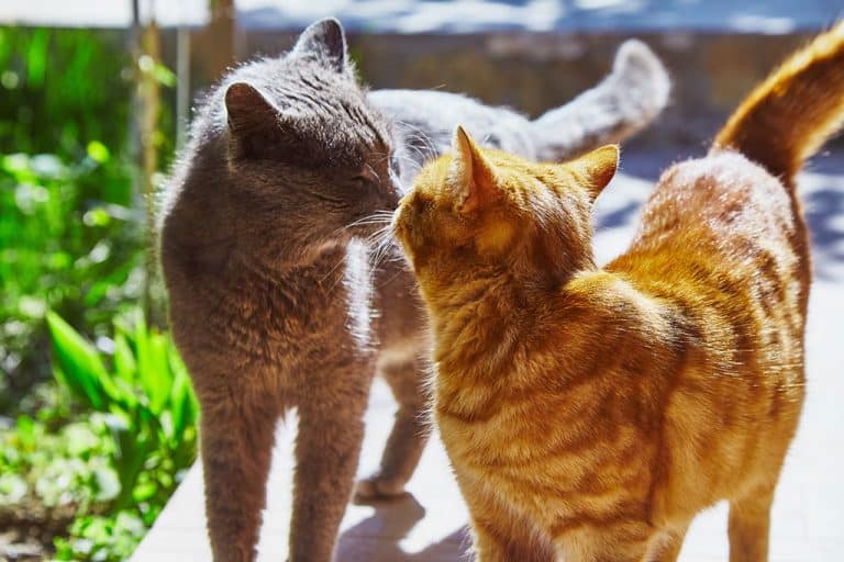 How to Tell if Your Cats are Bonded: A Guide to Bonding
